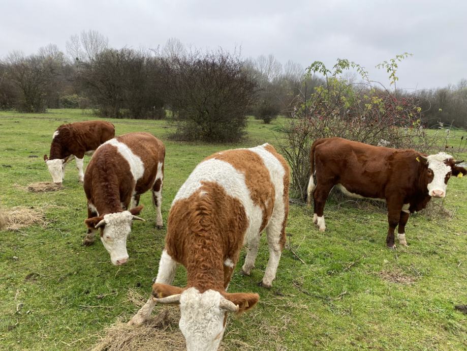 prodajem stado krava i junica