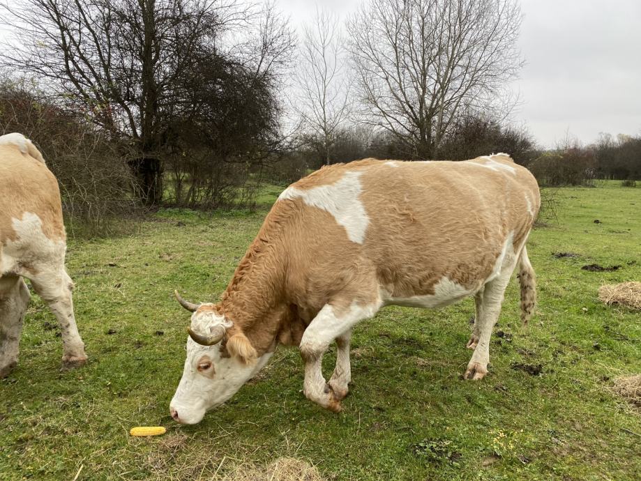 prodajem stado krava i junica