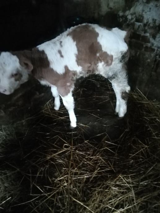 Prodajem telad simentalac