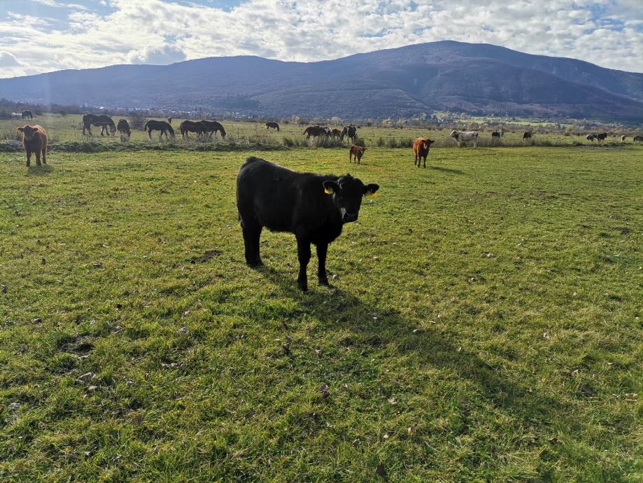 PRODAJEM TEOCE ANGUS GOVEDA