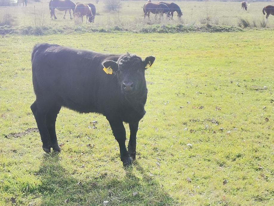 PRODAJEM TEOCE ANGUS GOVEDA