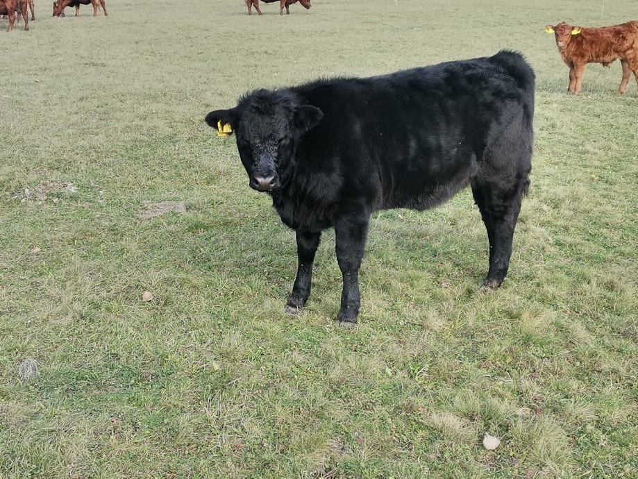 PRODAJEM TEOCE ANGUS GOVEDA