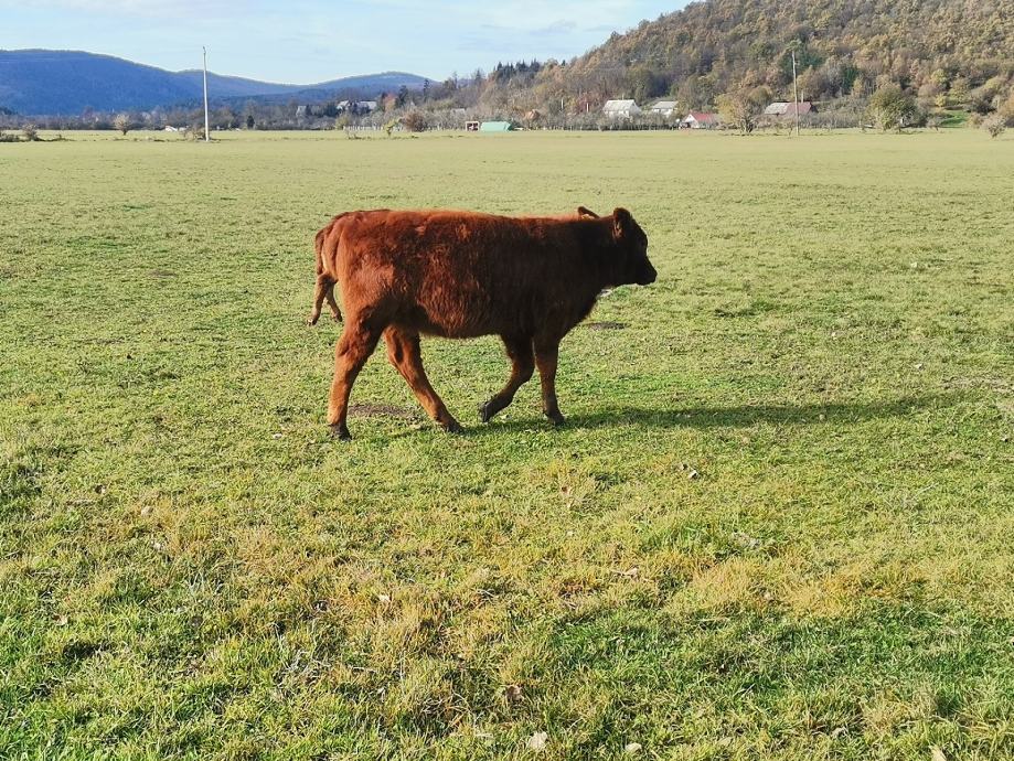 PRODAJEM TEOCE ANGUS GOVEDA