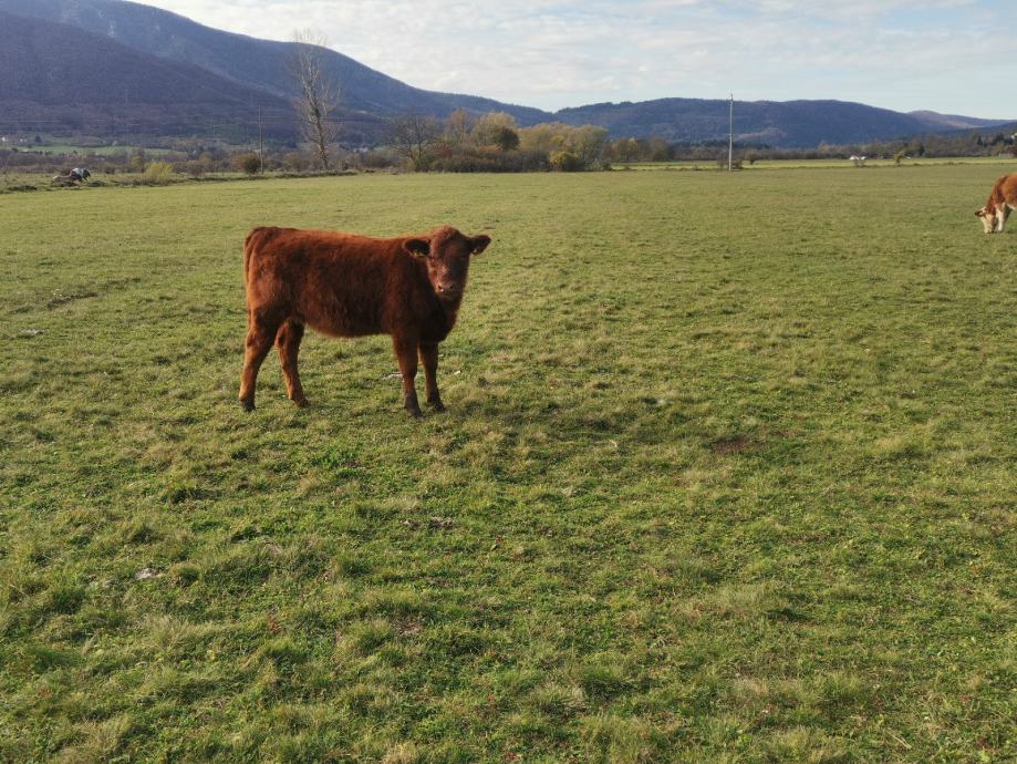 PRODAJEM TEOCE ANGUS GOVEDA