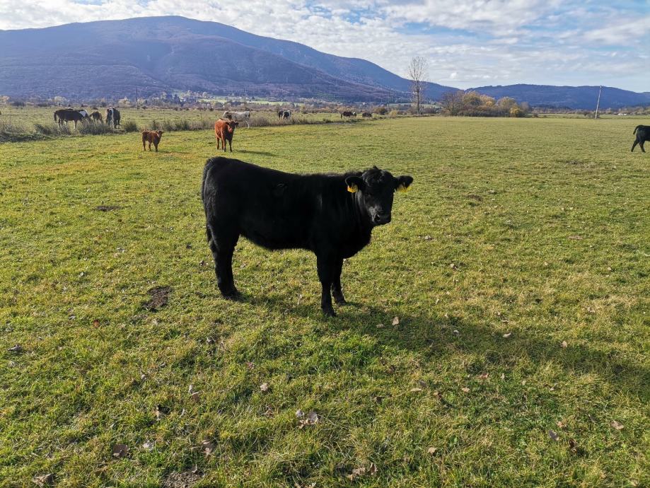 PRODAJEM TEOCE ANGUS GOVEDA