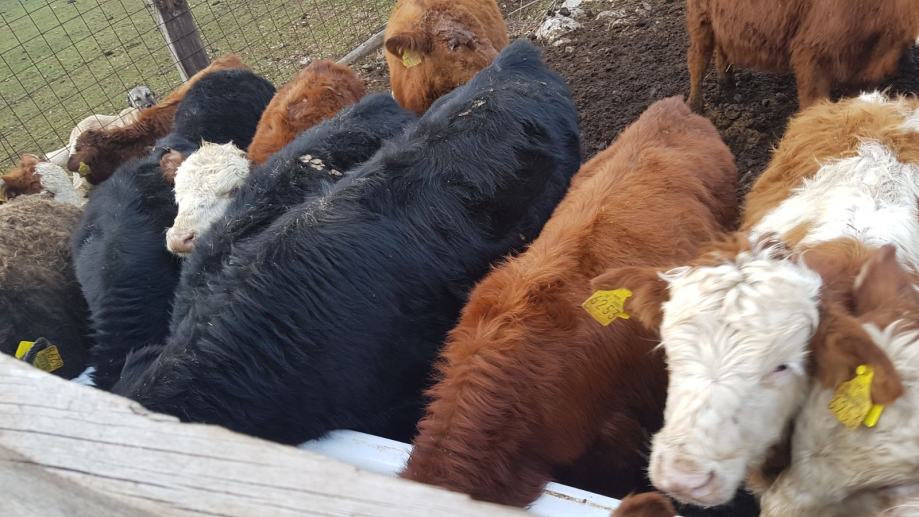 Prodajemo stado krava Hereforda , Angusa i Domaćih sivih goveda