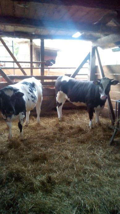 Prodaju se dvije junice