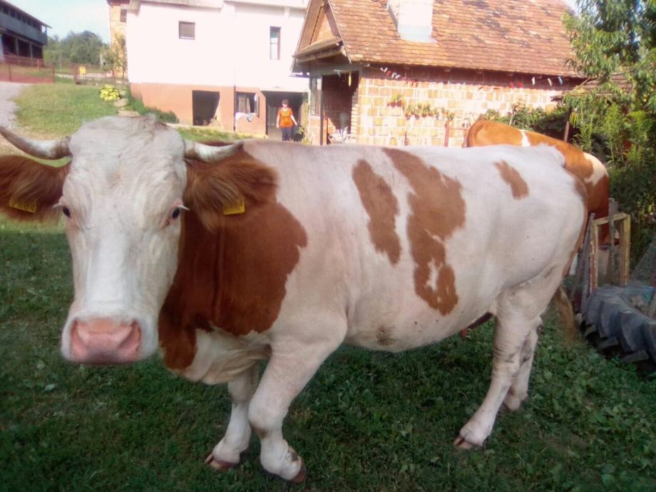 Na prodaju visoko steona junica i krava simentalske rase