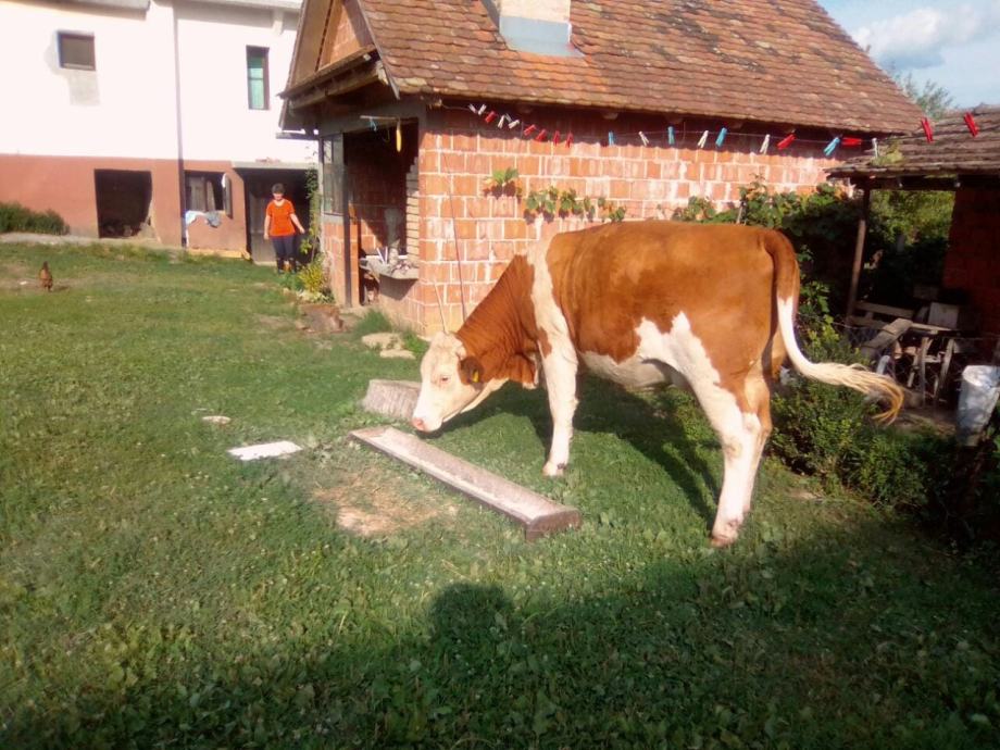 Na prodaju visoko steona junica i krava simentalske rase