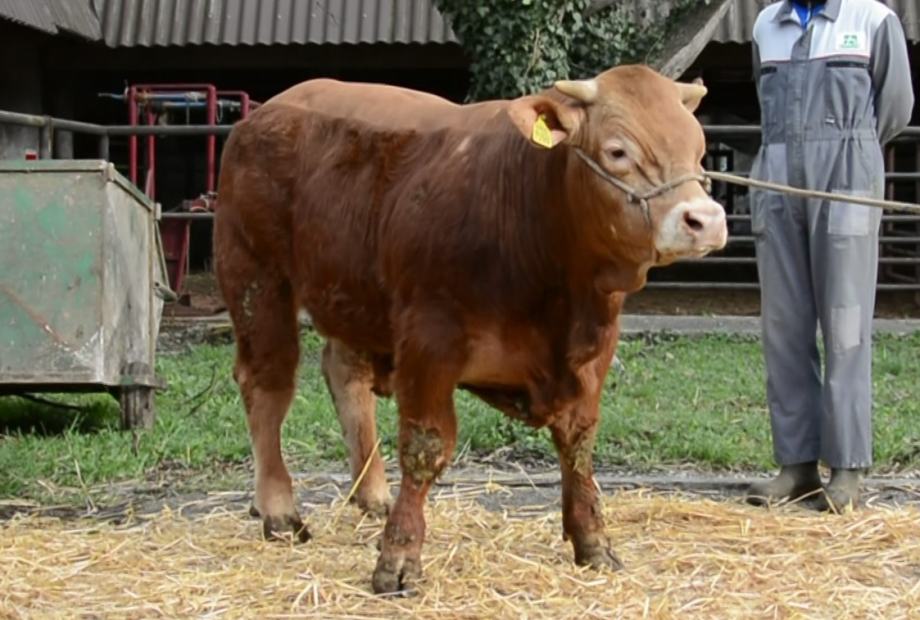 RASPLODNI BIK LIMUZIN PASMINE