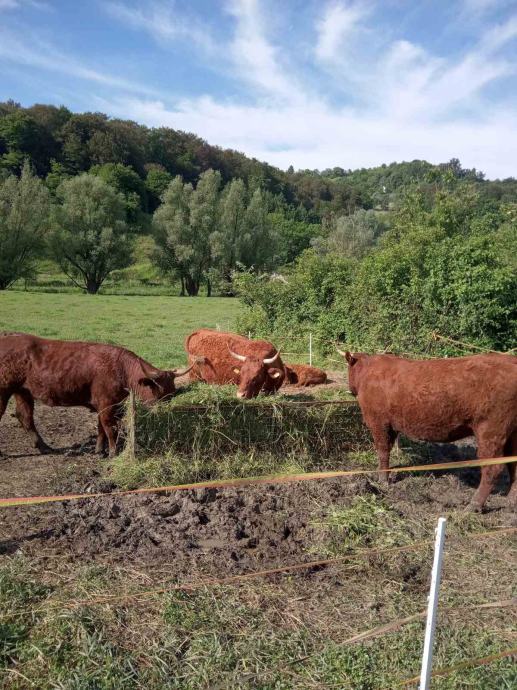 SALERS GOVEDA- prodajemo!