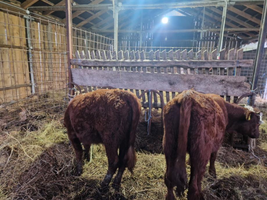 Salers junice sa pedigreom