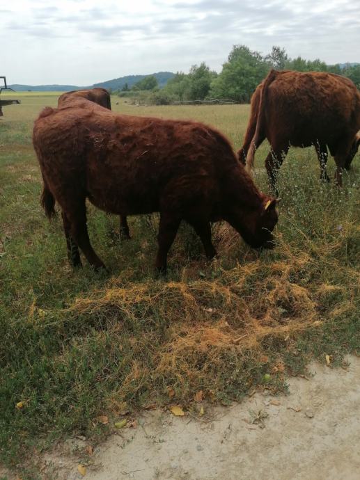 Akcijska cijena Salers junica sa pedigreom
