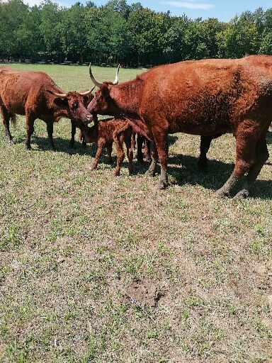 Salers krave i junice