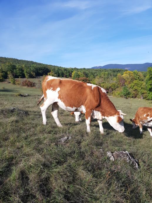 Simental krava i junica na prodaju