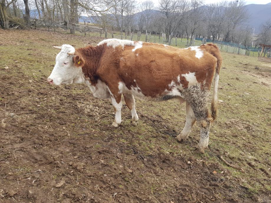 Simental krava i junica na prodaju