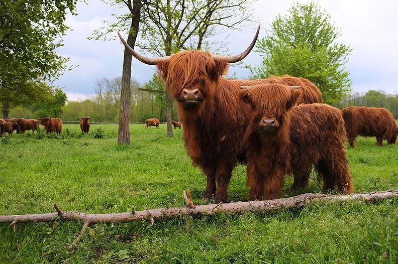 Škotsko govedo, krave sa telcima