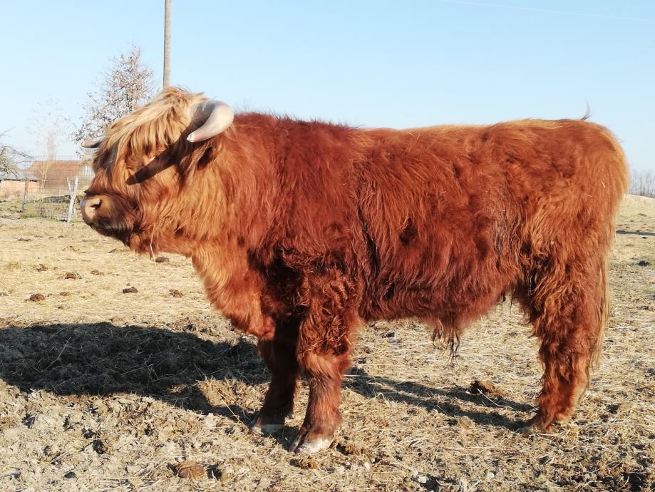 škotsko visinsko govedo bikovi