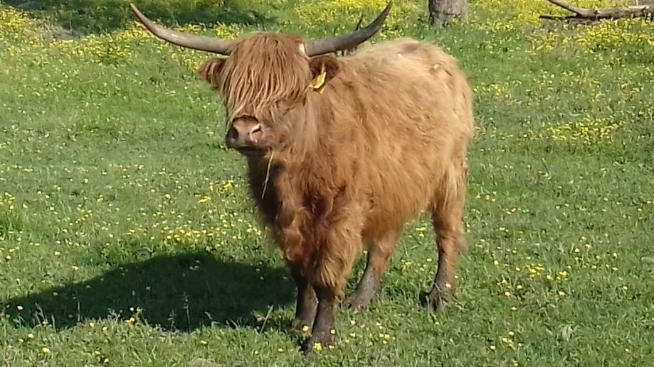 Škotsko visinsko govedo (krava s teletom)