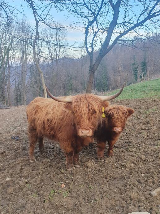 Škotsko visinsko govedo - krava i žensko tele