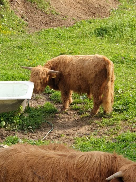 Škotsko visinsko govedo