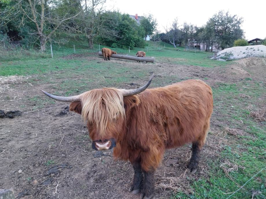 Škotsko visinsko govedo