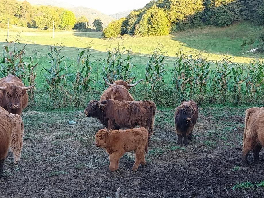 Škotsko visinsko govedo