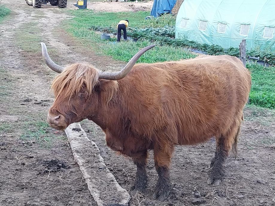 Škotsko visinsko govedo