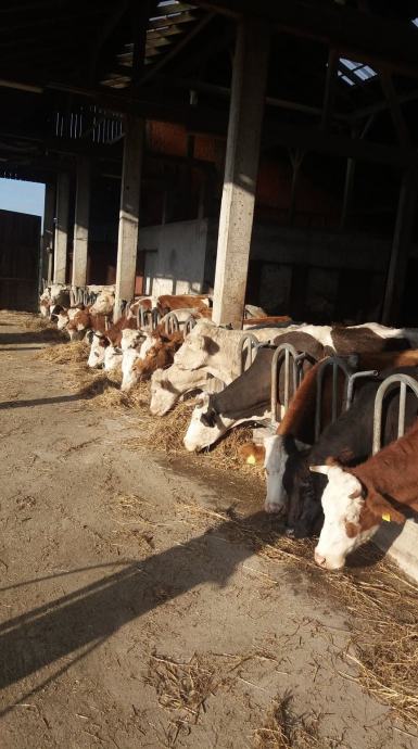 Stado krava i junica