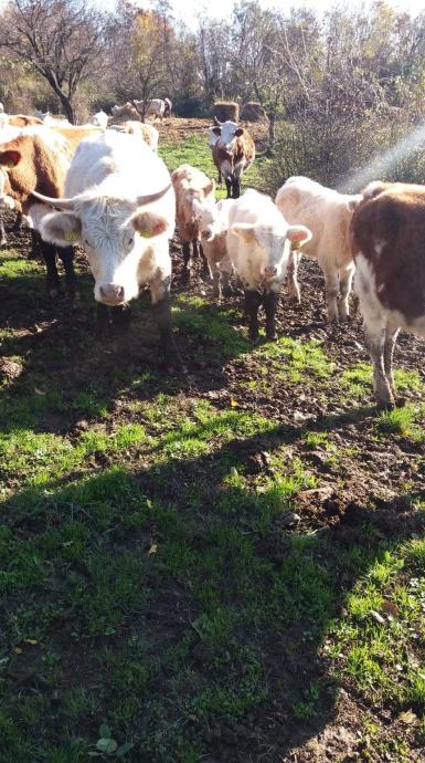 Stado krava i junica