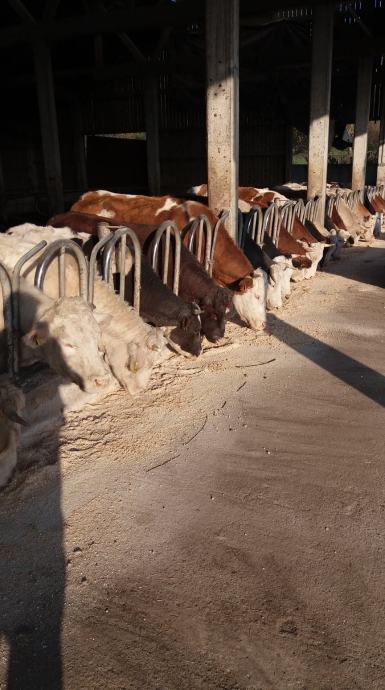 Stado krava i junica