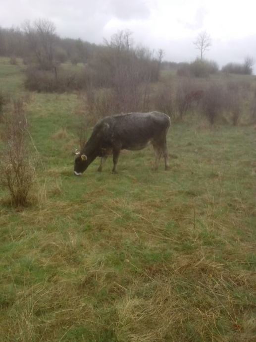 Stado krava,sustav krava-tele