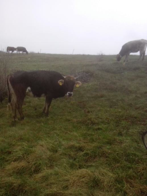 Stado krava,sustav krava-tele