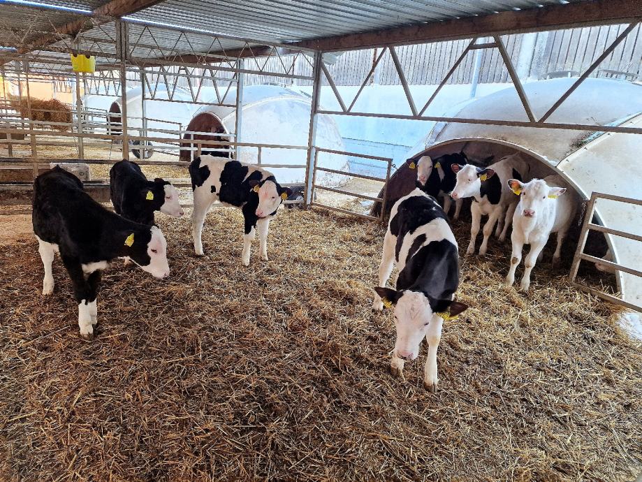 Telad do 3 mj starosti