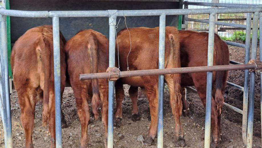 TELAD ANGUS 8-12 mj. stari, cca 50 kom.- MUŠKA I ŽENSKA