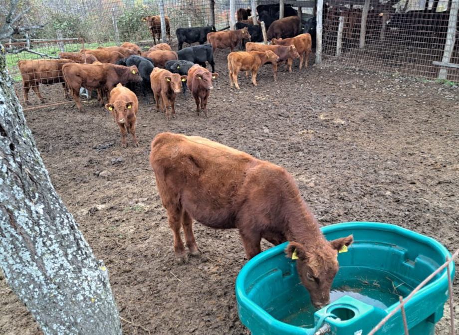 TELAD ANGUS 8-12 mj. stari, cca 50 kom.- MUŠKA I ŽENSKA