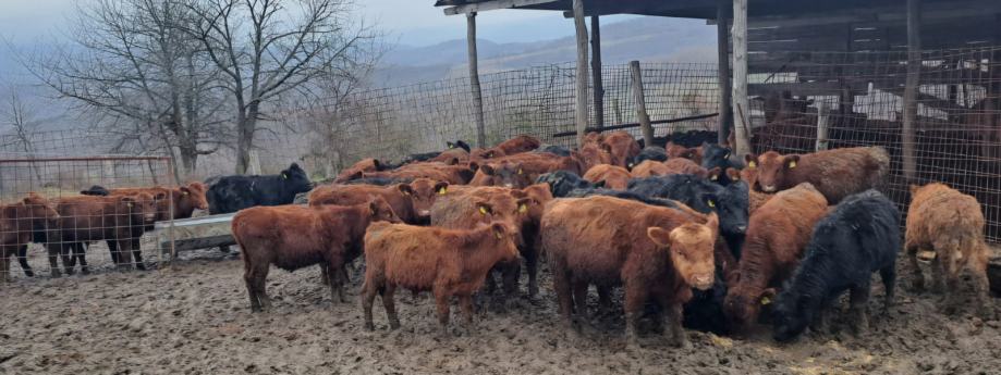 TELAD ANGUS 8-12 mj. stari, cca 50 kom.- MUŠKA I ŽENSKA