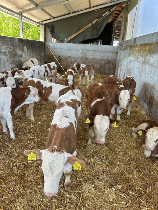 Telad - belgijsko plavo/ simental