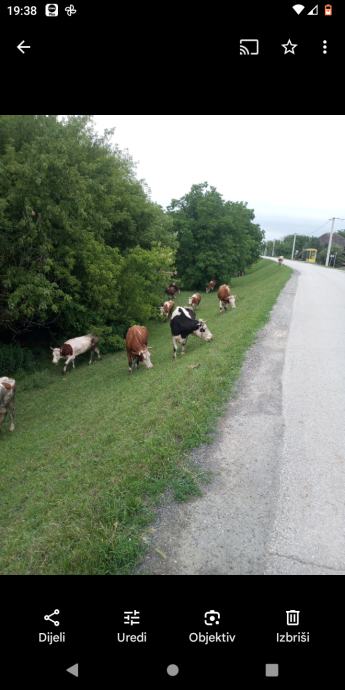 Telad, krave,bik,čokljad