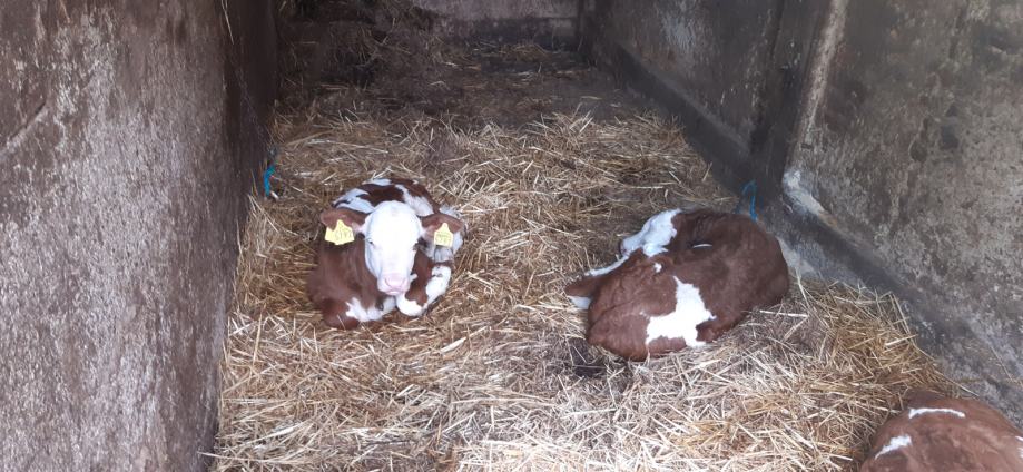 Telad muska simentalac