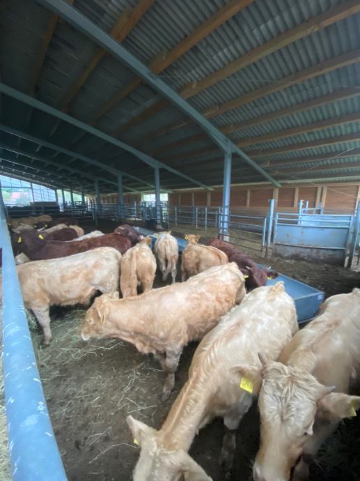 Telad na prodaju – 20 komada