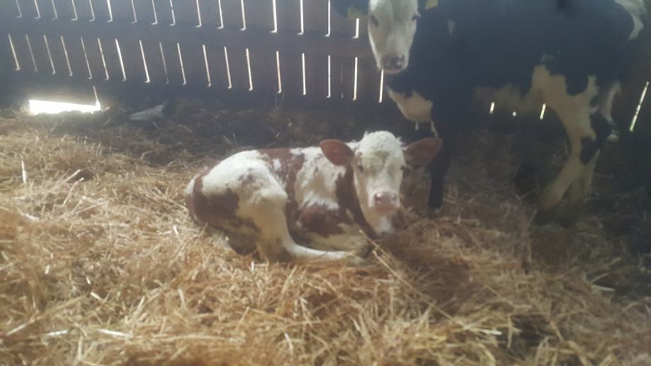 Telad simentalac muski 2 komada