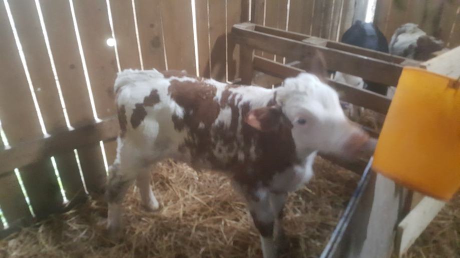 Telad simentalac muski 2 komada