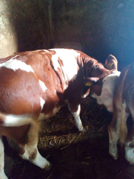 Telad simentalac ženski