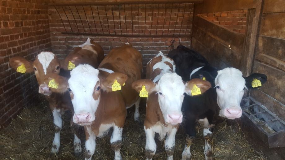 Tele žensko simentalac