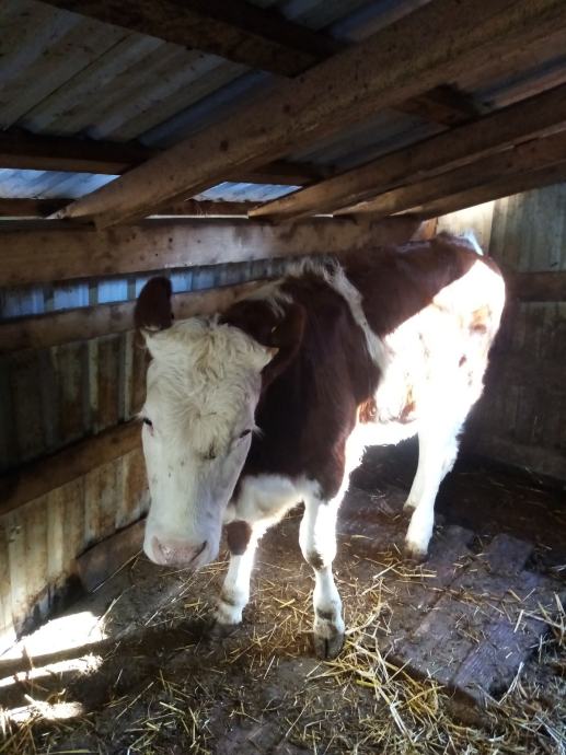 Junice mlade za, rasplod,vrhunske 7 mj, Krnjak!!