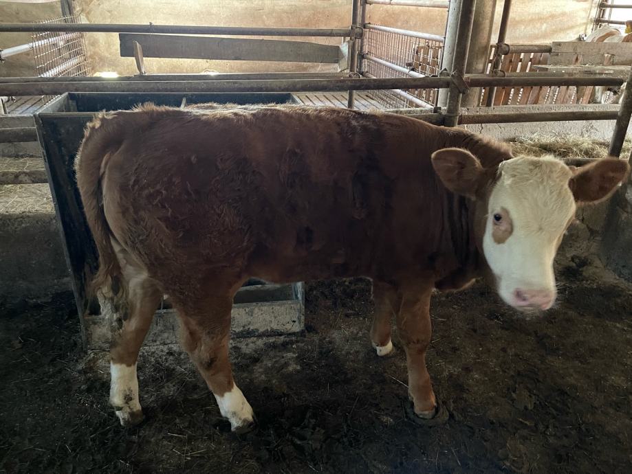 Tele simentalac zensko oko 200 kg