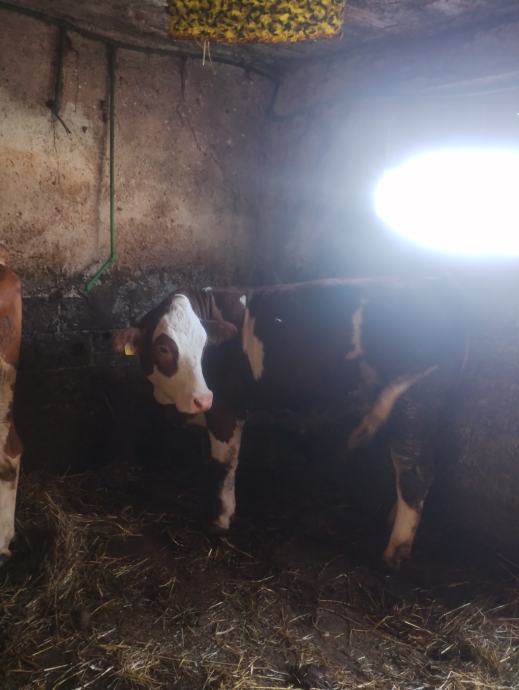 Tovna steona junica simental