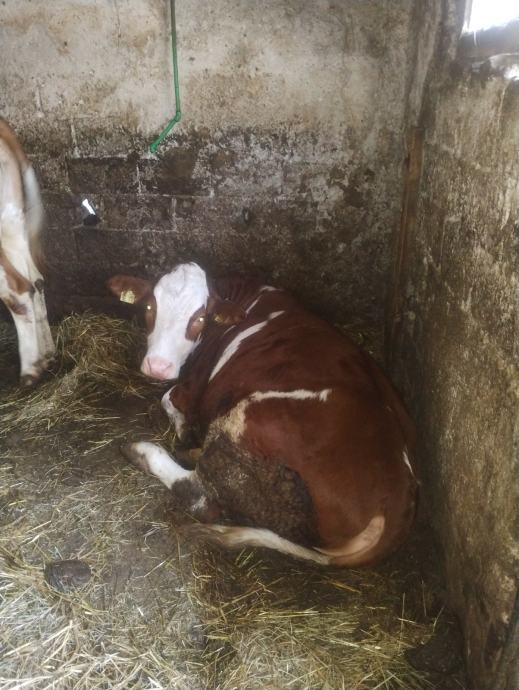 Tovna steona junica simental