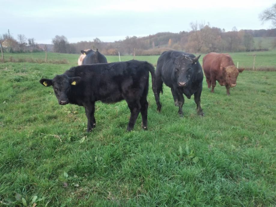 ŽENSKA SIMENTAL X ANGUS TELAD I MLADE JUNICE